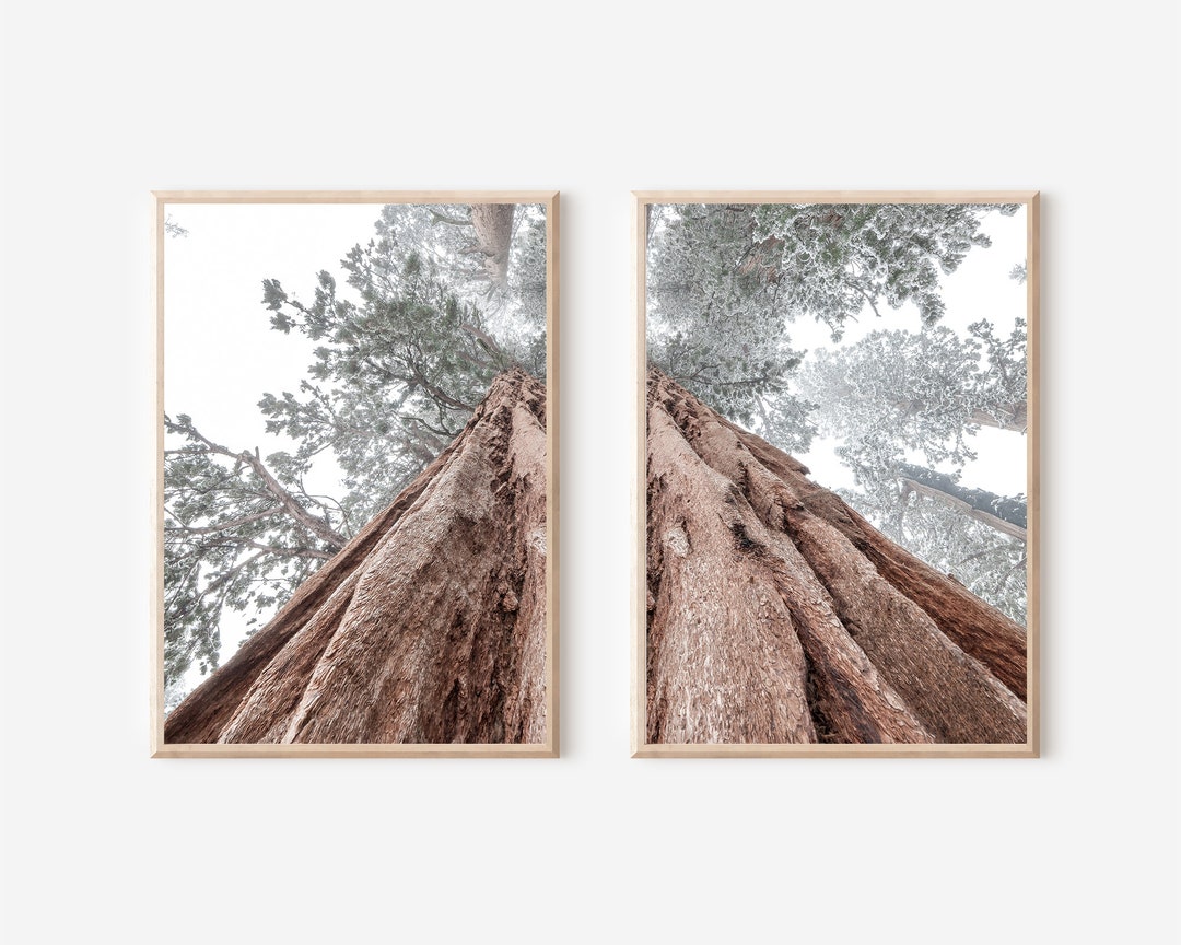 Redwoods Print Set of 2, Redwood Forests Wall Art Set, Redwood Trees ...