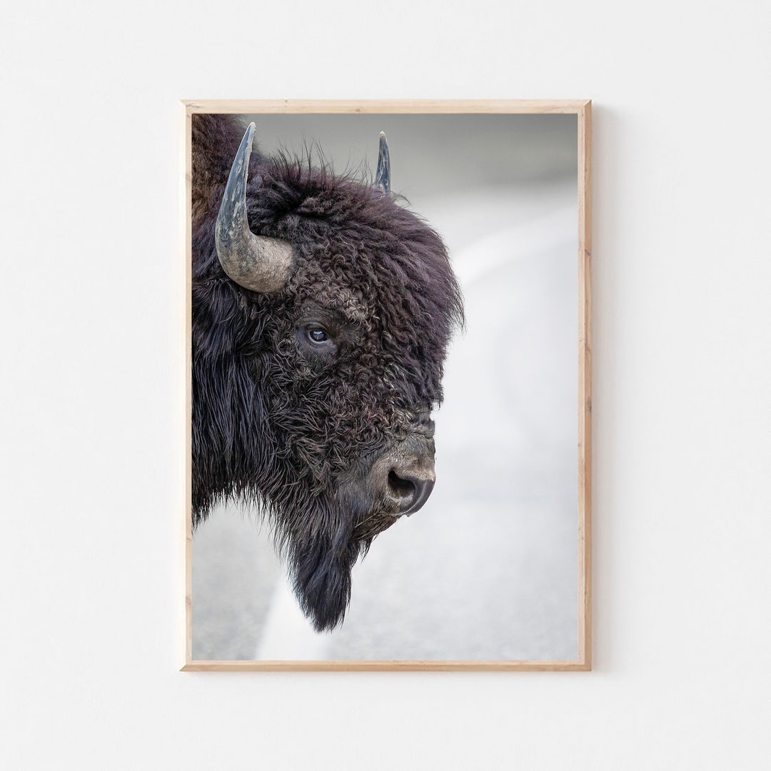 Bison Print, Buffalo Wall Art, Buffalo Print, American Bison Print ...