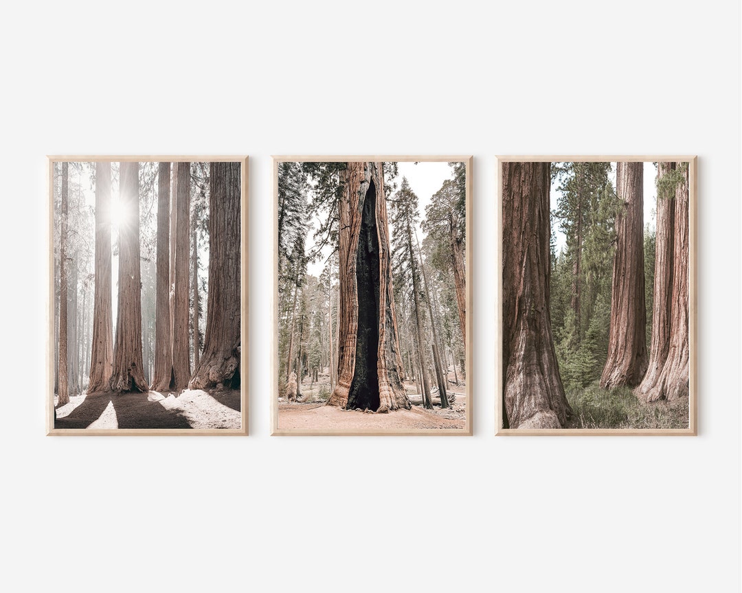 Redwoods Print Set of 3, Redwood Forests Wall Art Set, Redwood Trees ...