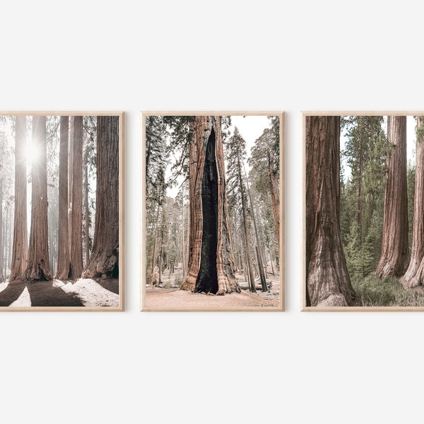 Redwood Print - Etsy