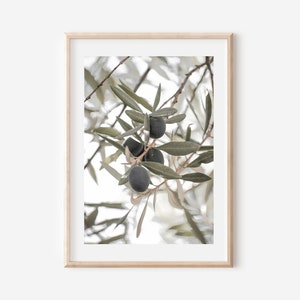 Olive Tree Art Print, Olive Branch Print Set of 3, Olive Tree Wall Art ...