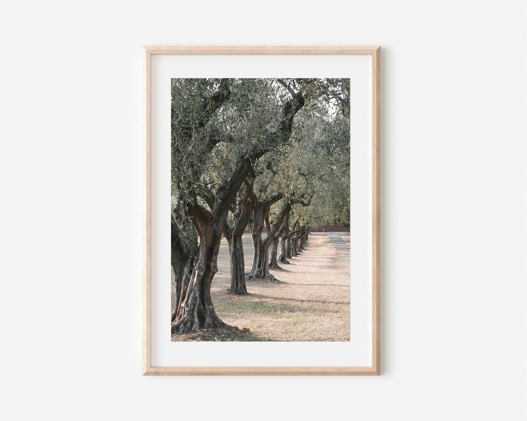 Olive Tree Print, Italy Print, Mediterranean Wall Art, Olive Grove ...