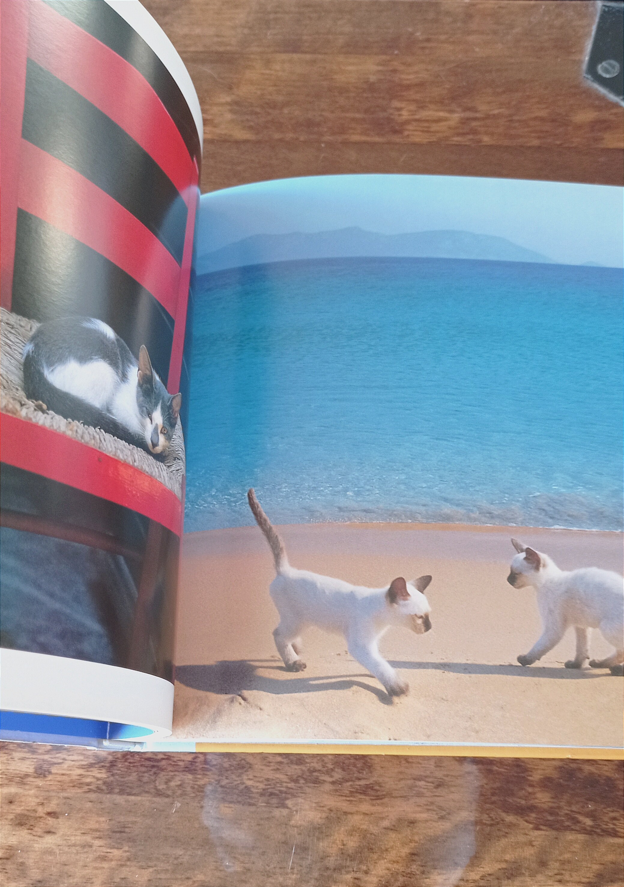 Greek Islands Cats Photobook Cat Lovers Present Cute Cats - Etsy