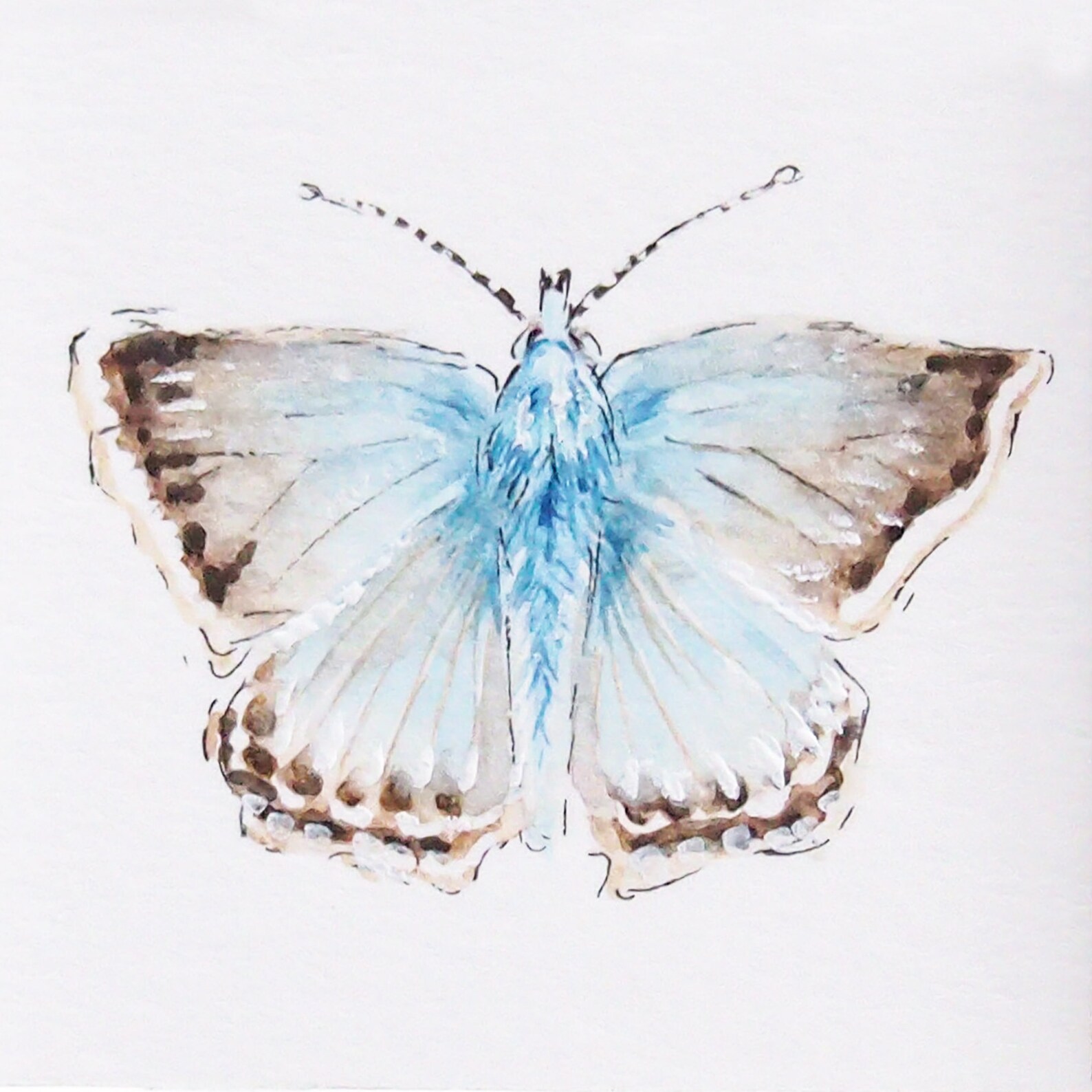 CHALKHILL BLUE BUTTERFLY - édition limitée miniature (/195) imprimée ...