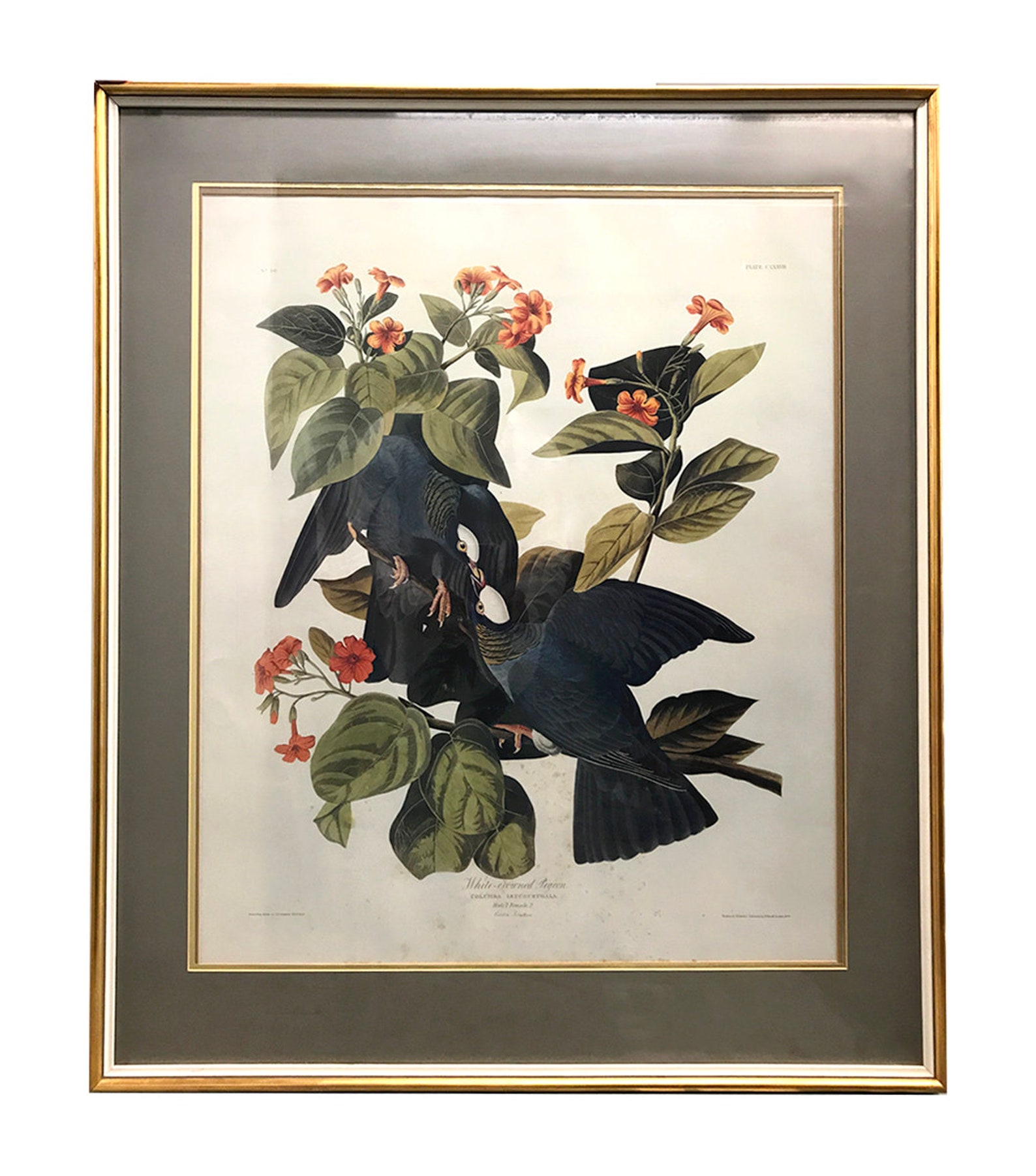 Audubon Birds Museum Quality Reproduction Lithograph Quality Frame Luxe ...