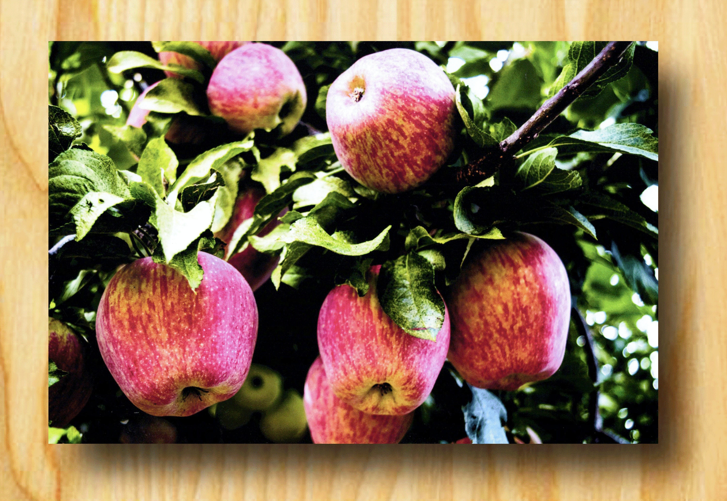 Custom Metal Photo Panels | Etsy