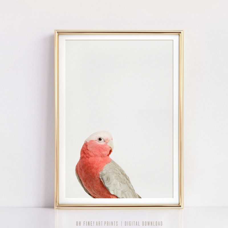 Parrot Poster - Etsy