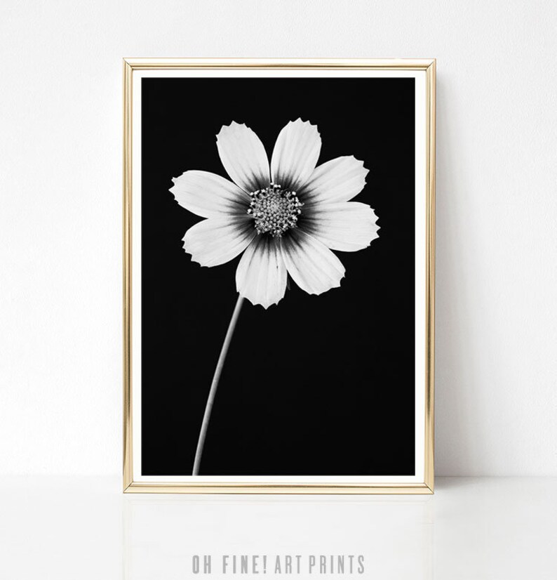 Cosmos Flower Print Black and White Prints Modern Botanical - Etsy
