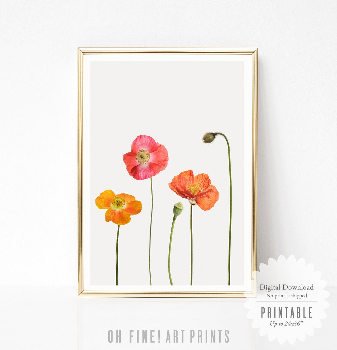 Poppy Flower Print Flower Wall Art Print Farmhouse Printable - Etsy