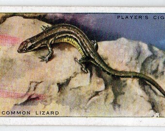 Lizard Cigarette - Etsy