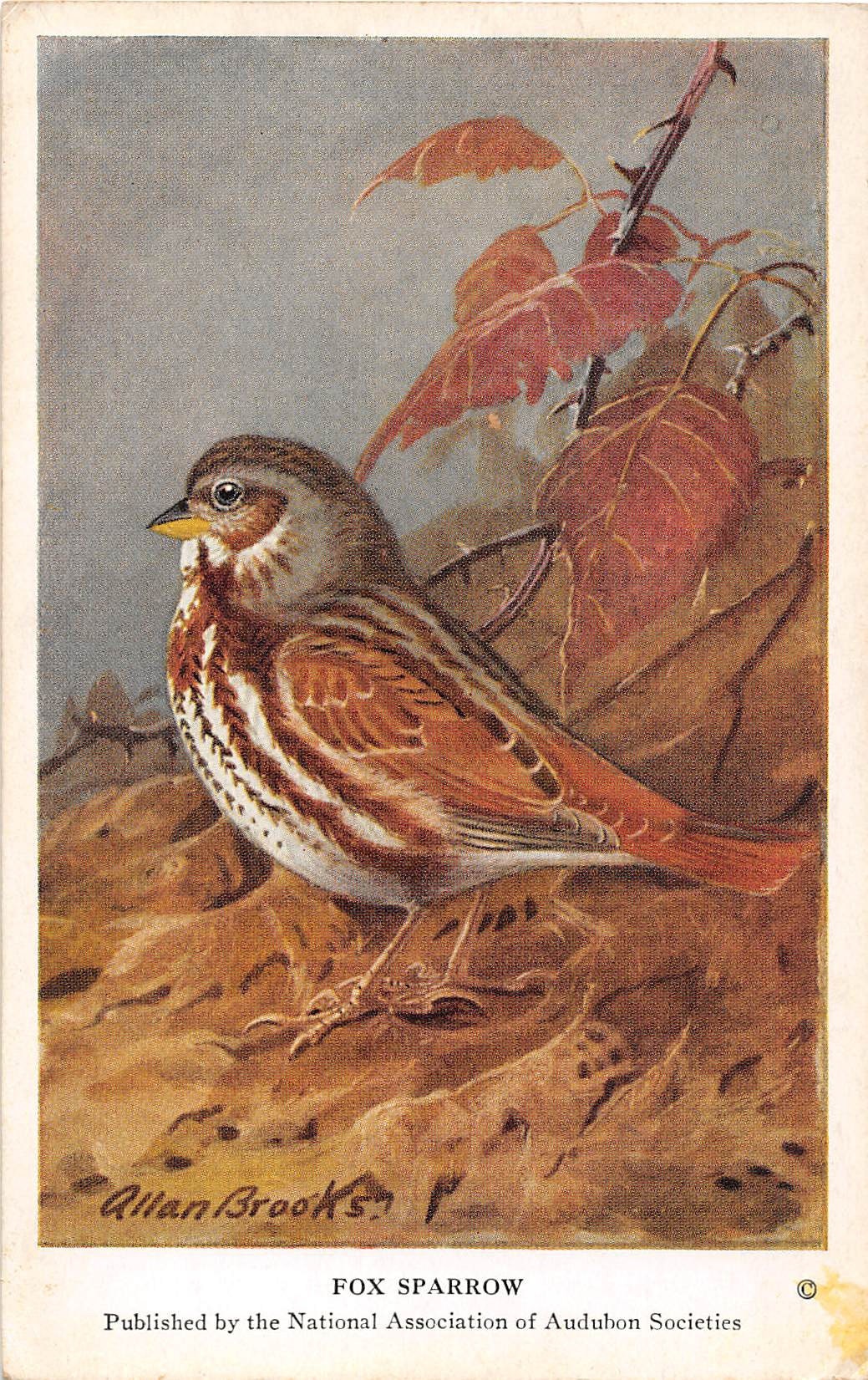 Collectibles BROWN THRASHER Vintage c.1939 Audubon Societies Spring ...
