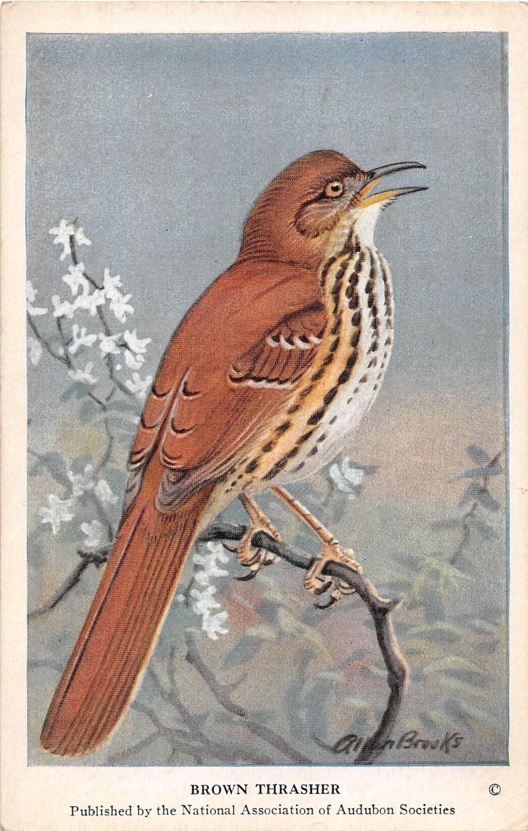 Collectibles BROWN THRASHER Vintage c.1939 Audubon Societies Spring ...