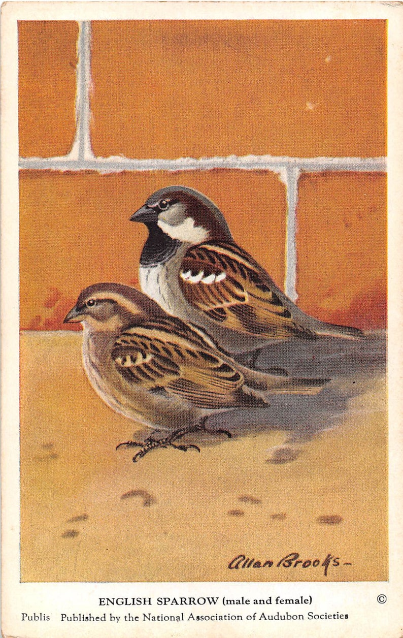 ENGLISH SPARROW Vintage C.1939 Audubon Societies Winter Birds - Etsy
