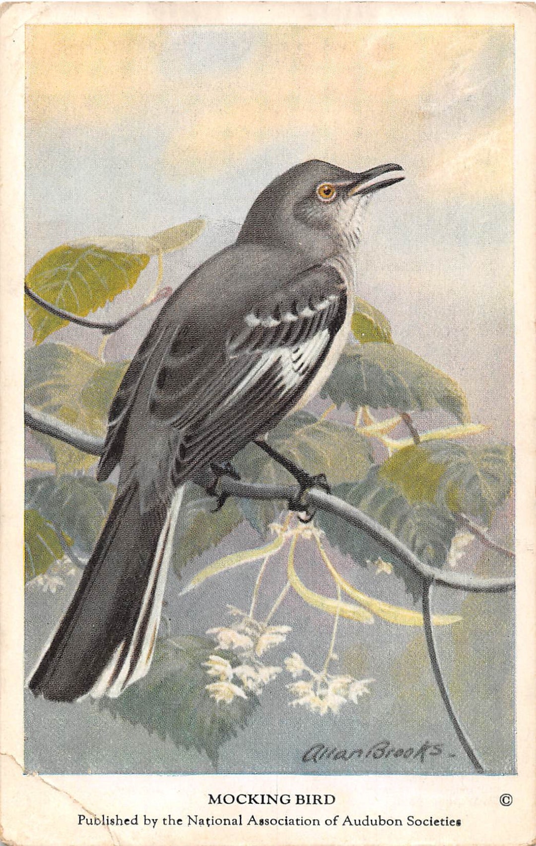 MOCKING BIRD Vintage c.1939 Audubon Societies Winter Birds of Eastern ...
