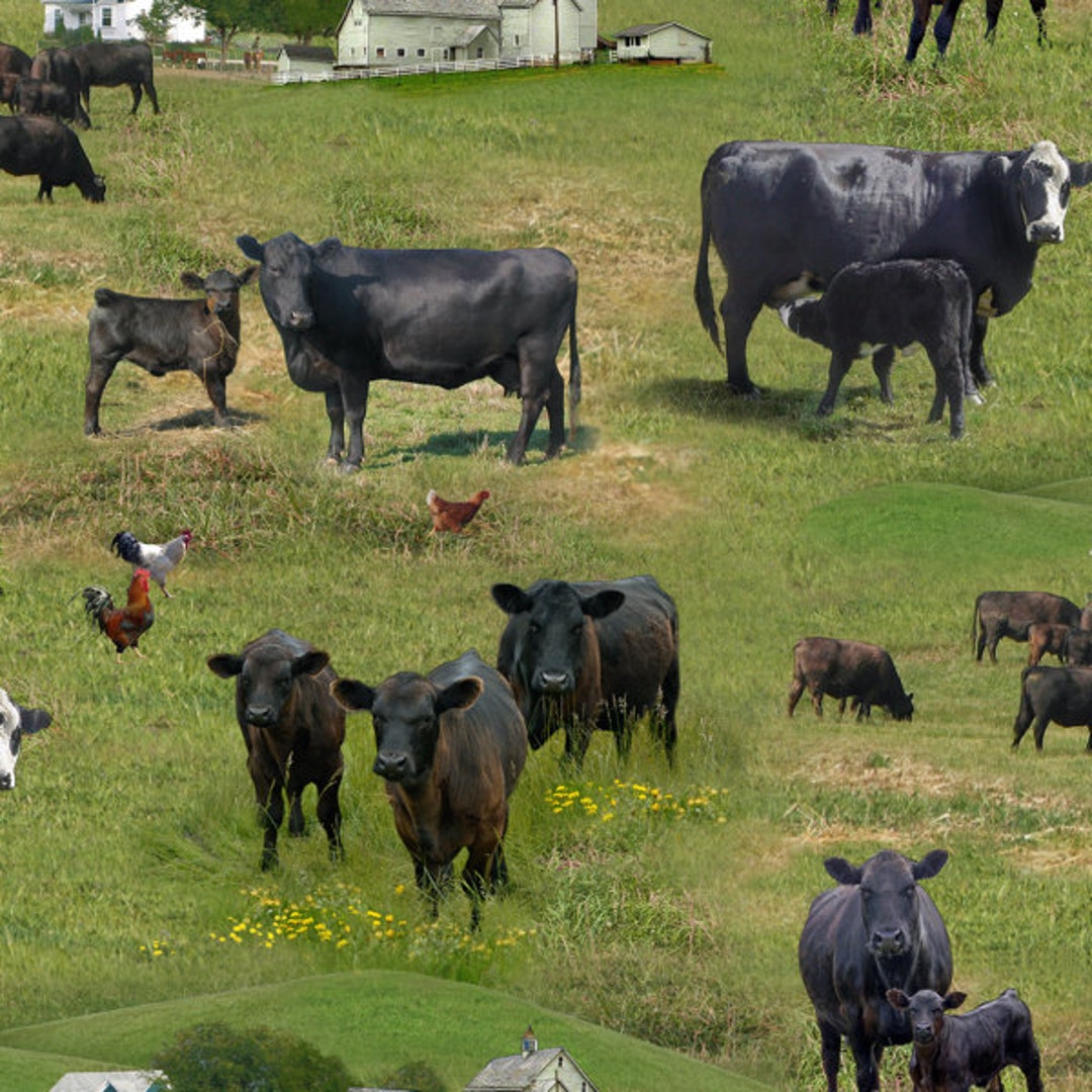 Cotton Cattle BLACK ANGUS BEEF, Beef Heifer, Heifer, Angus, Hereford ...