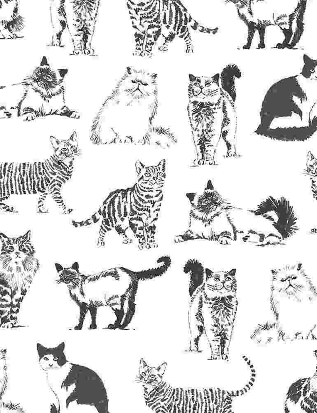 Cotton Cats, Kittens, House Cats, Wild Cats, Domestic Cats, Pedigree ...