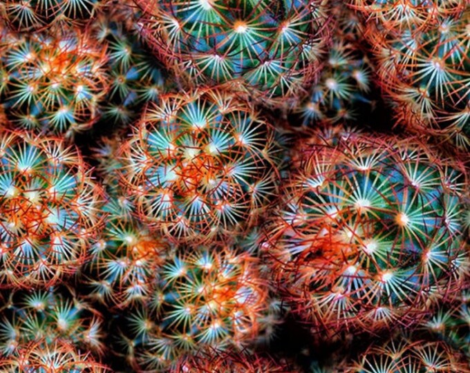 Cotton CACTI, Cool Digital Cacti Fabric, "prickly Friend", KAKTUS ...