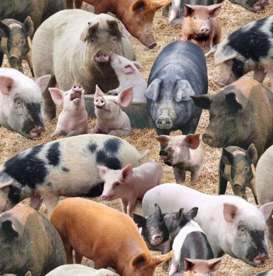 Cotton Pigs, Pig, Piglet, Sows, Sow, Piglet, Sewing, Patchwork Fabric ...