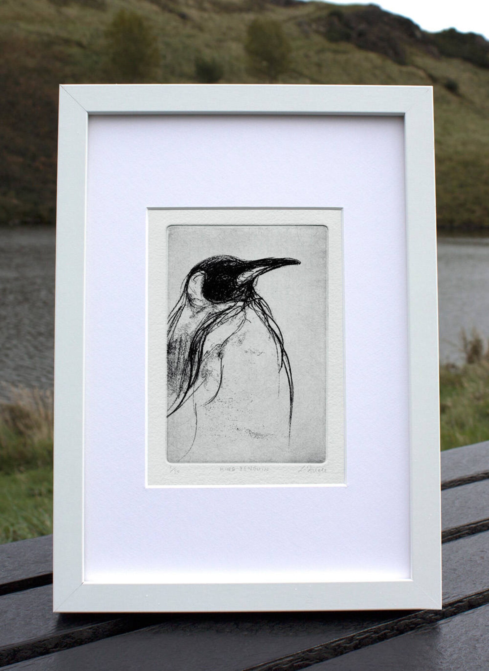 King Penguin - Etching Print - Etsy