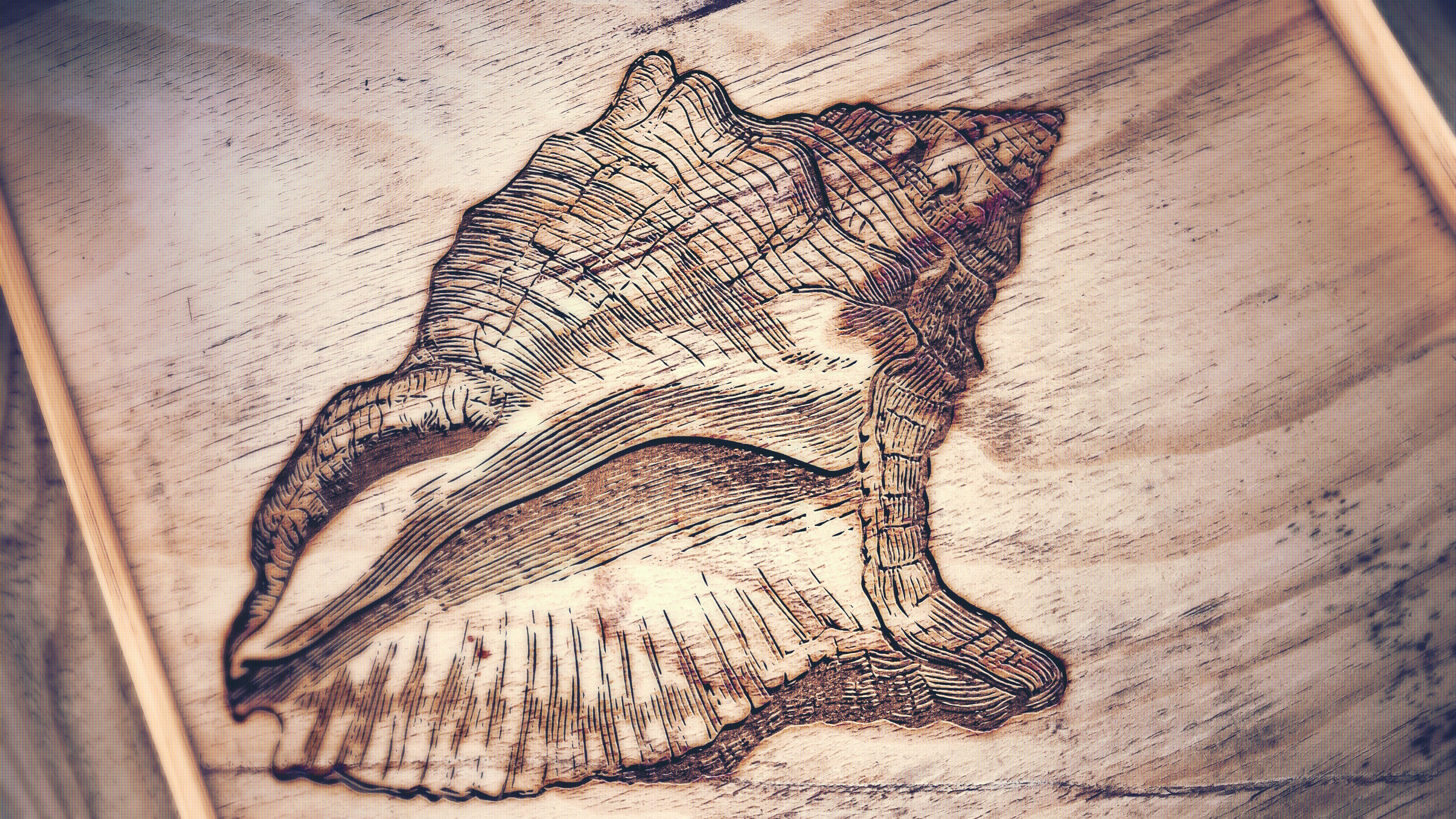 Sea Shell Svg Laser File. Set of 3 Shell Drawings for Laser - Etsy