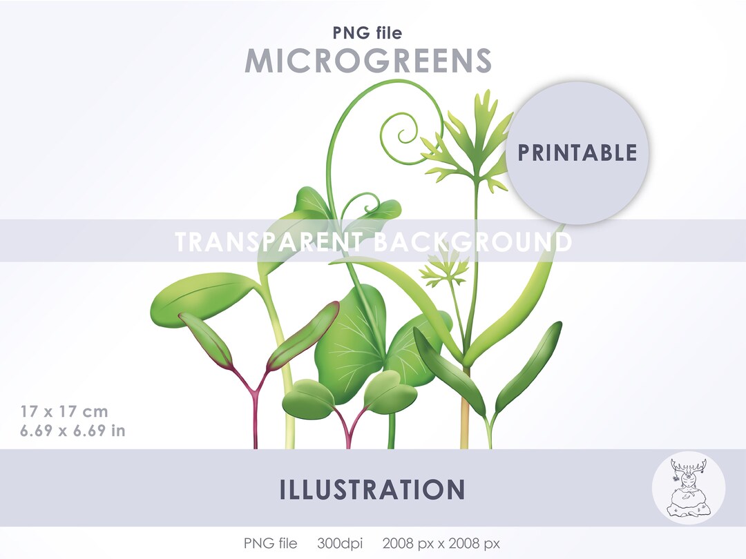Microgreens Illustration - PNG File - Digital File - Instant Download ...
