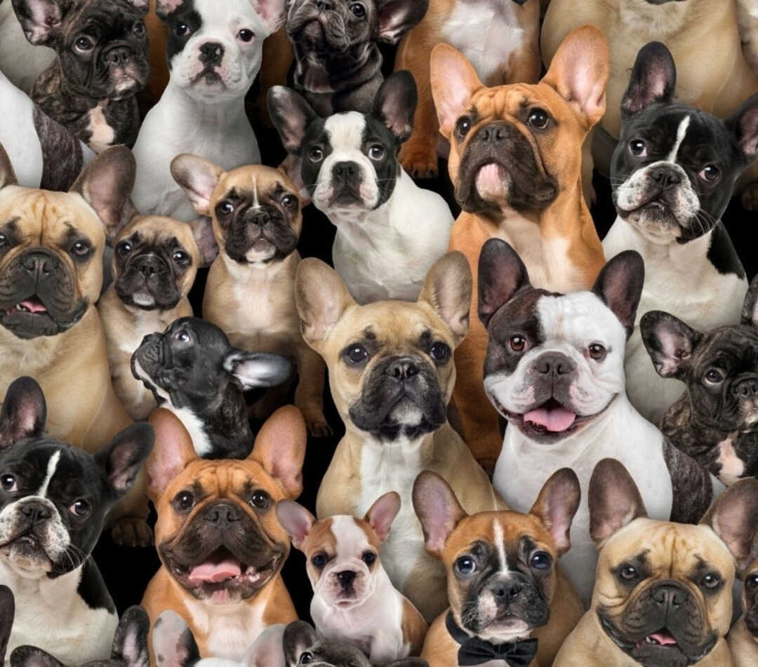 New! "best Friends" Frenchies, French Bulldogs, Dogs Fabric! 100% ...