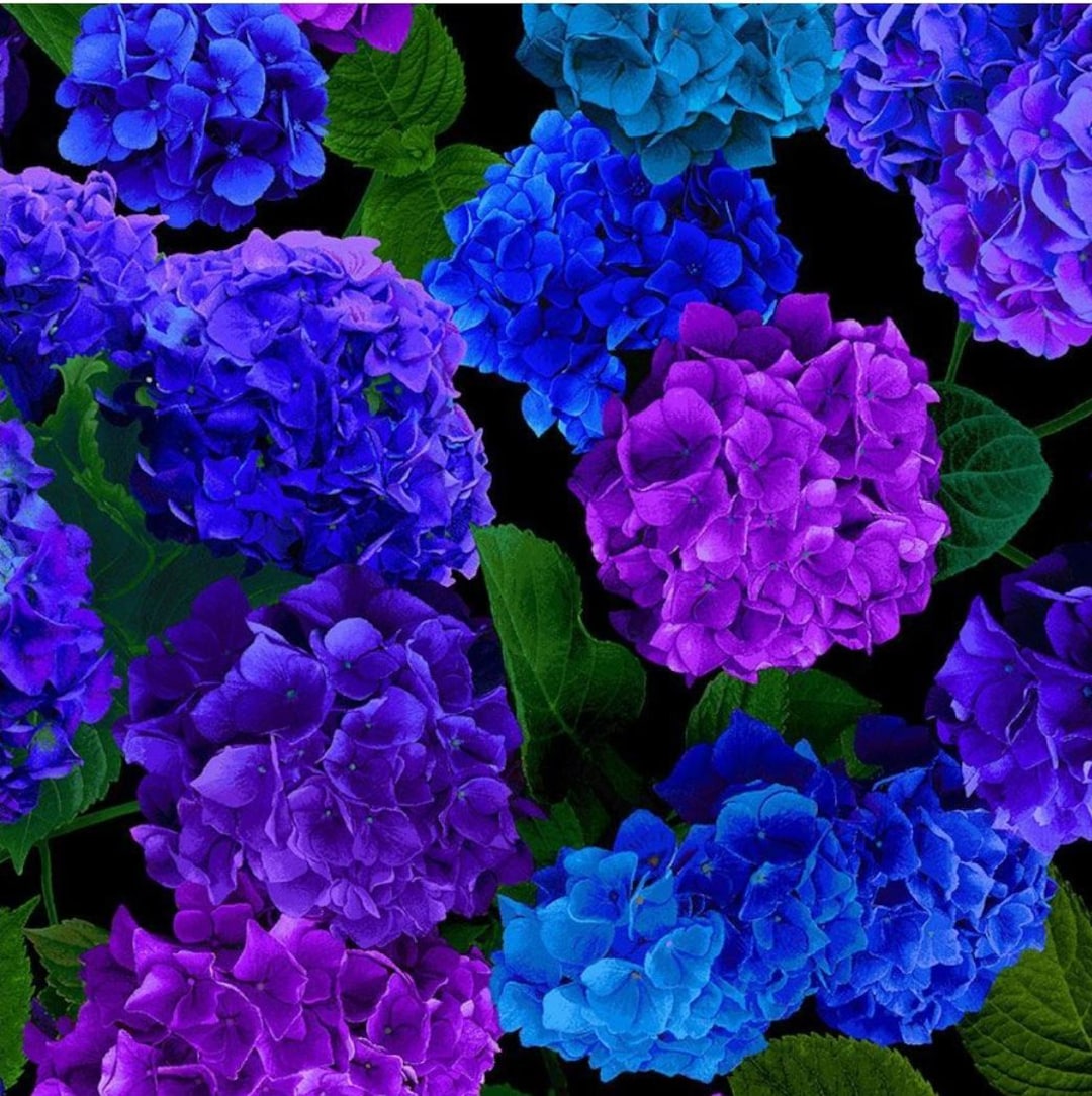 New! "midnight Bloom" Hydrangea Floral, Flower Fabric! 100% Cotton•1/4 ...