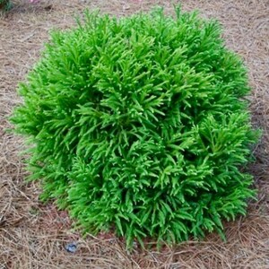 Dwarf Japanese Cedar | Cryptomeria | Globosa Nana | Japanese Dwarf ...