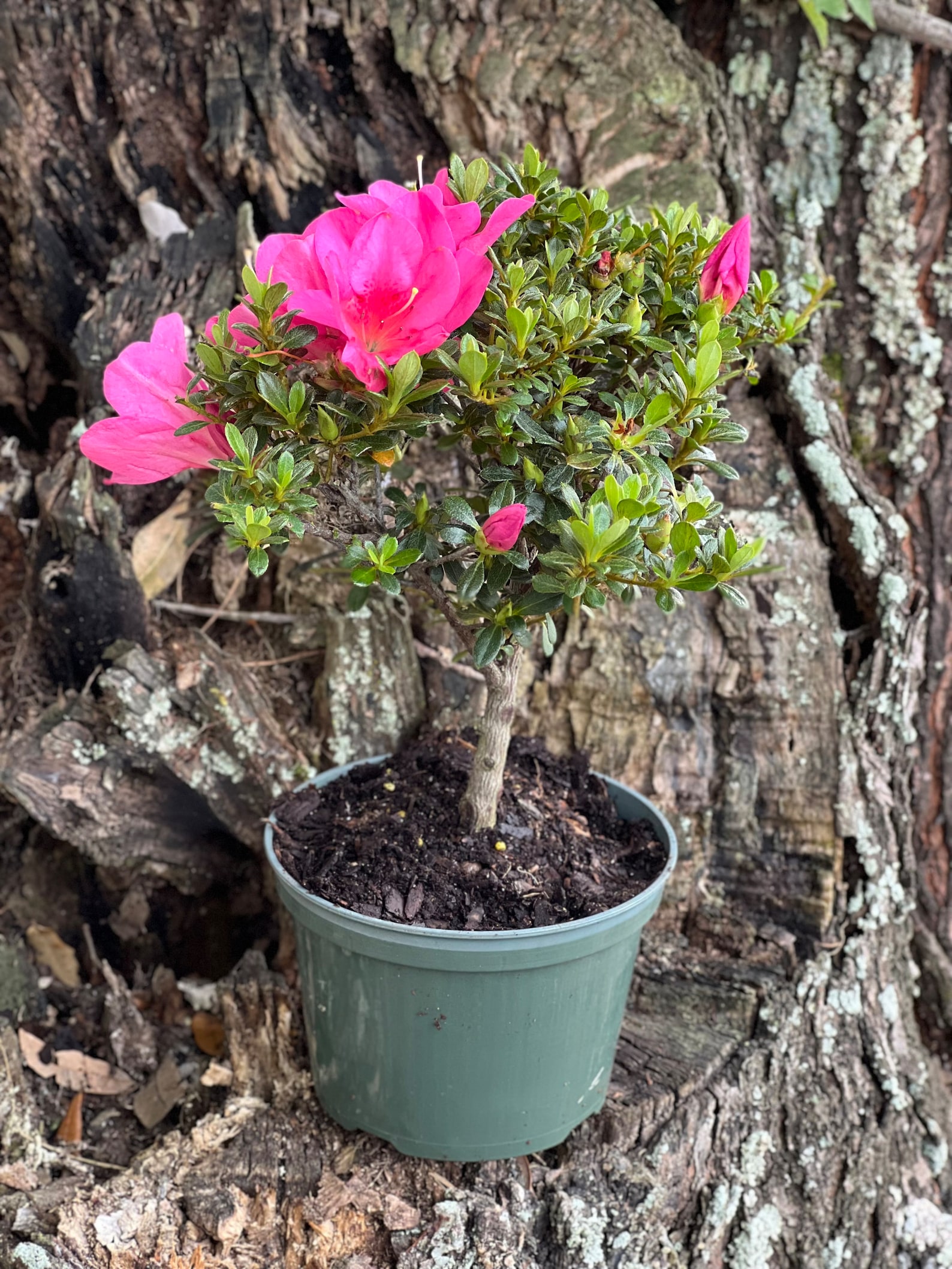 Azalea Pink Bonsai Dwarf Satsuki Azalea - Etsy