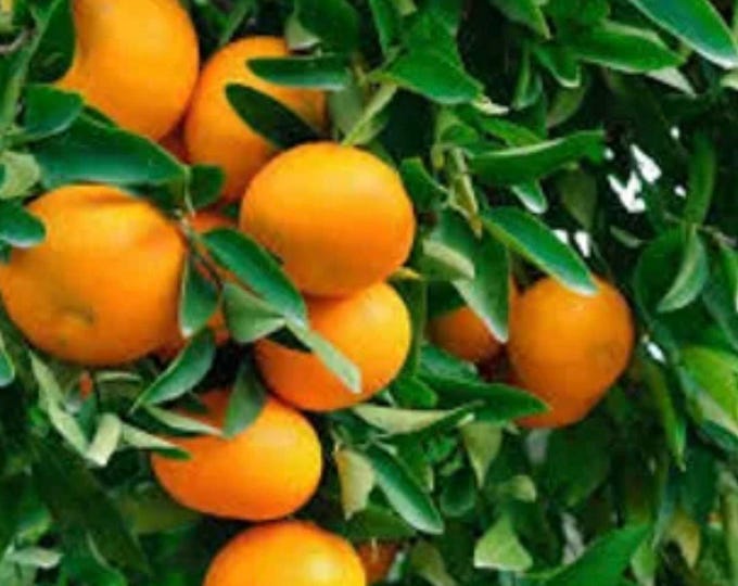 Owari Satsuma | Mandarin Orange | Tangerine | Citrus Tree | Grafted ...