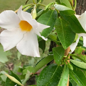 Mandevilla Dipladenia Rocket-trumpet Vine White Blooms (do Not Ship to ...