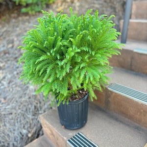 Dwarf Japanese Cedar | Cryptomeria | Globosa Nana | Japanese Dwarf ...