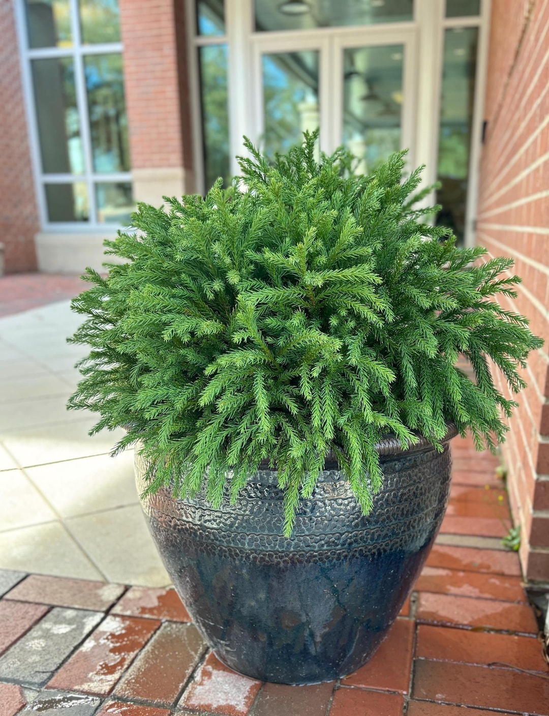 Dwarf Japanese Cedar | Cryptomeria | Globosa Nana | Japanese Dwarf ...