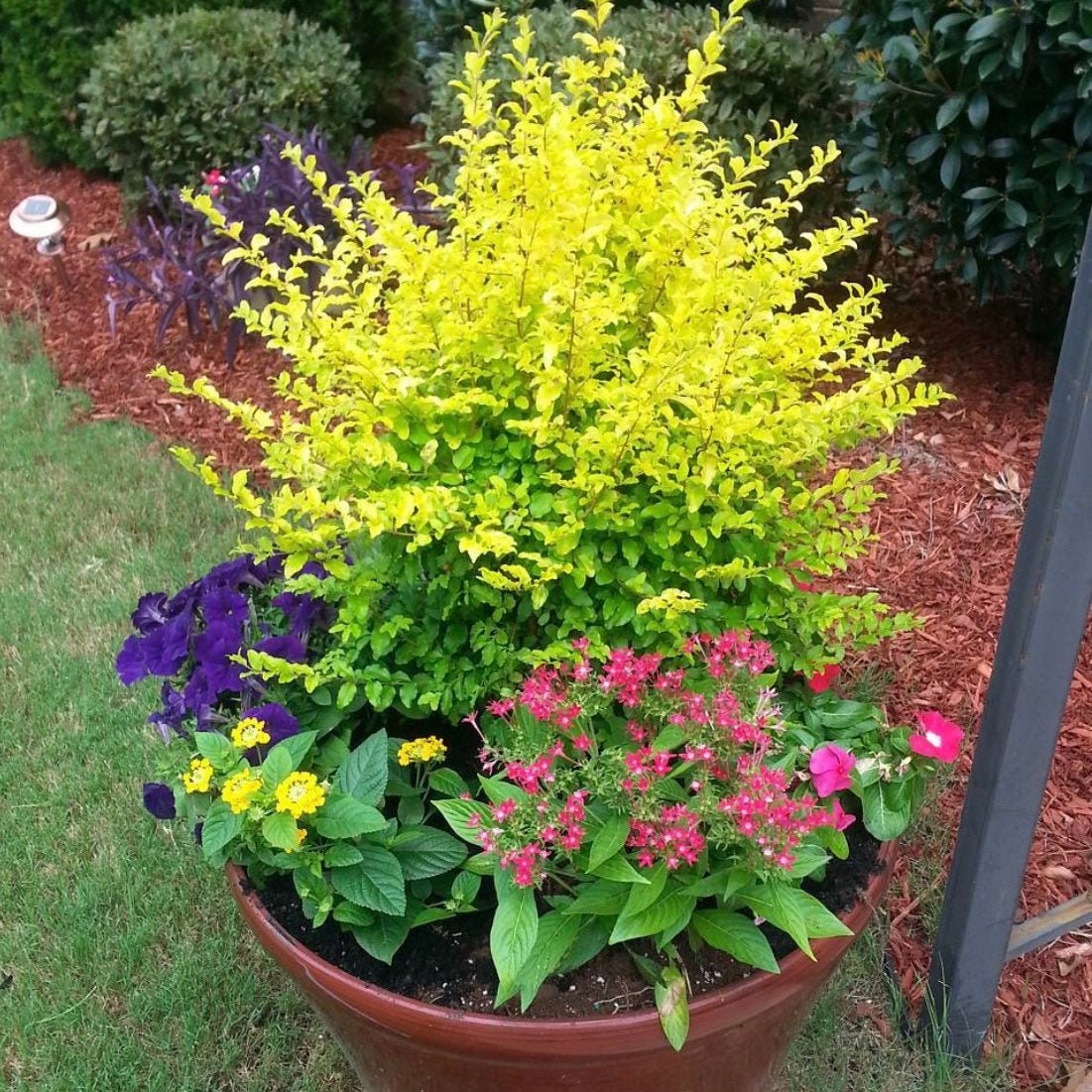 Sunshine Ligustrum Southern Living Bright Yellow Plant/shrub - Etsy