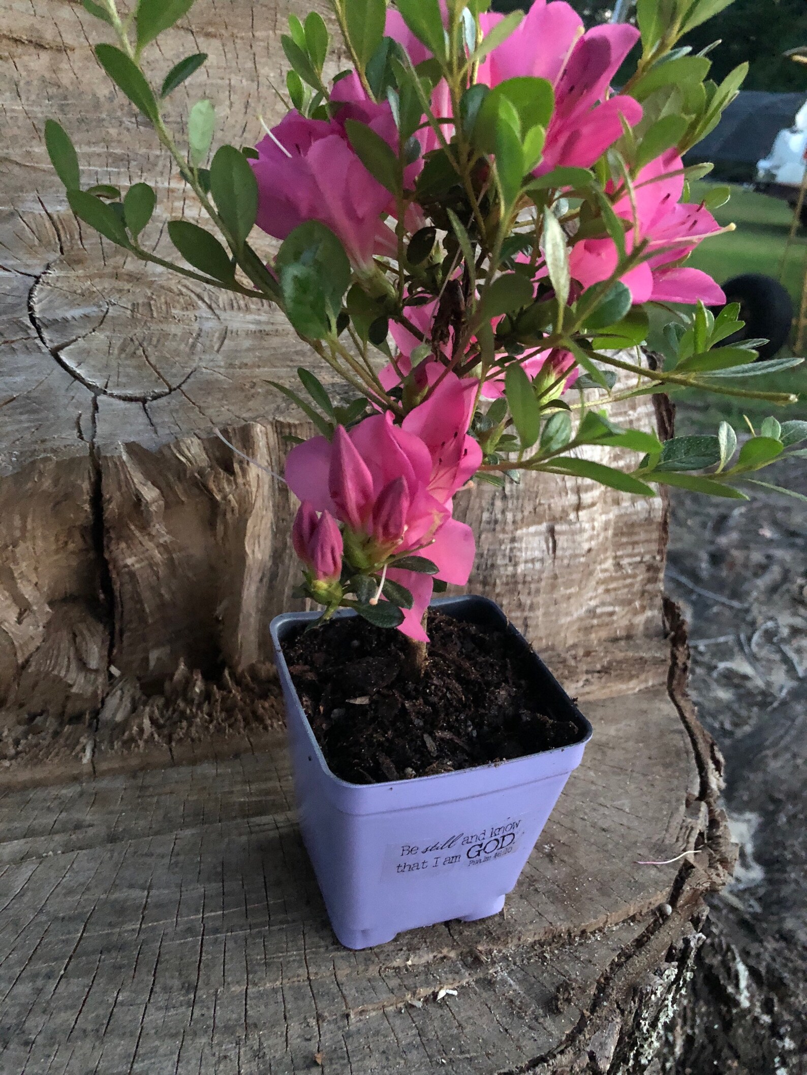 Dwarf Azalea Momo No Haru Satsuki Beautiful Pink Blooms - Etsy