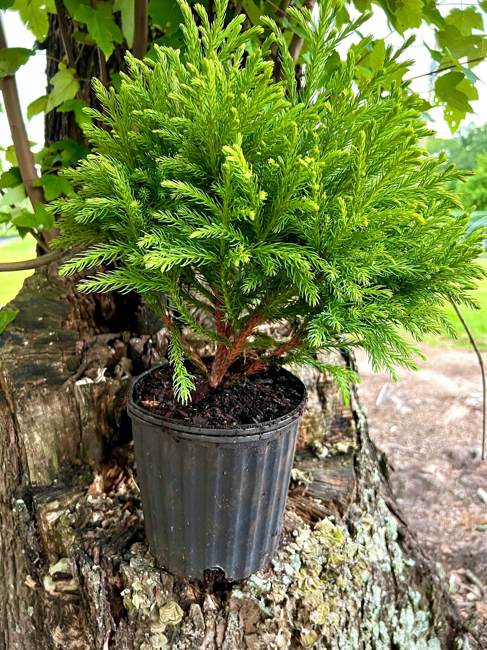 Dwarf Japanese Cedar | Cryptomeria | Globosa Nana | Japanese Dwarf ...