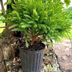 Dwarf Japanese Cedar | Cryptomeria | Globosa Nana | Japanese Dwarf ...