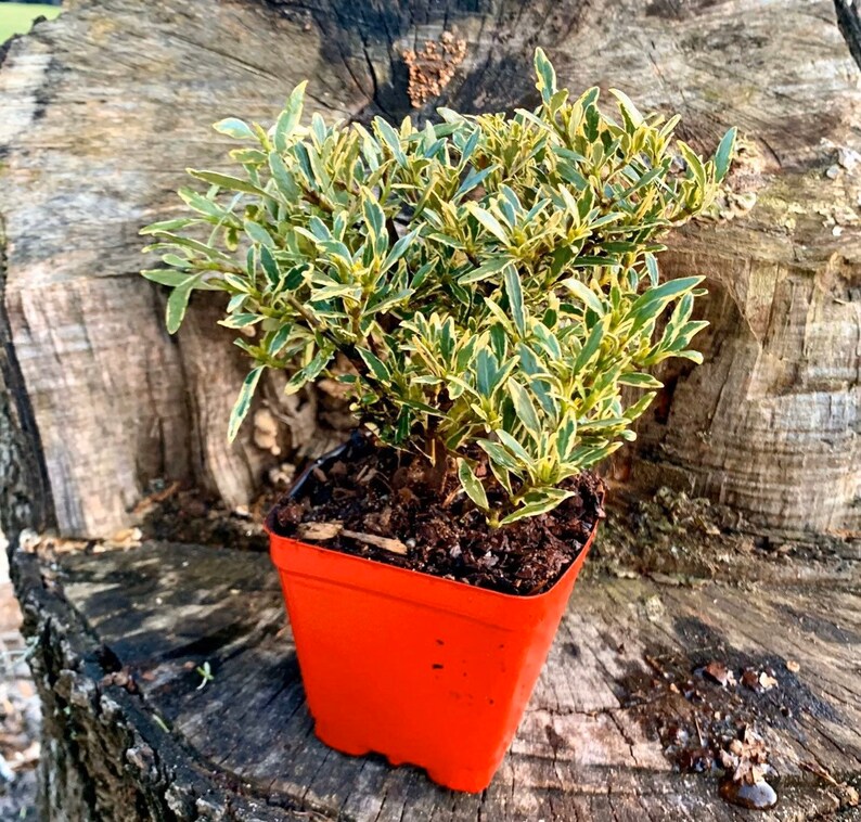 Gardenia Radicans | Variegated Dwarf Miniature | Pre-bonsai Live Plant ...