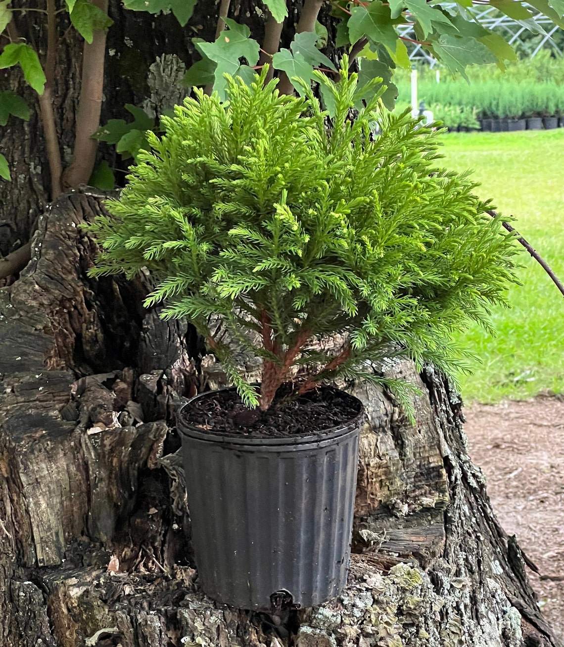 Dwarf Japanese Cedar | Cryptomeria | Globosa Nana | Japanese Dwarf ...
