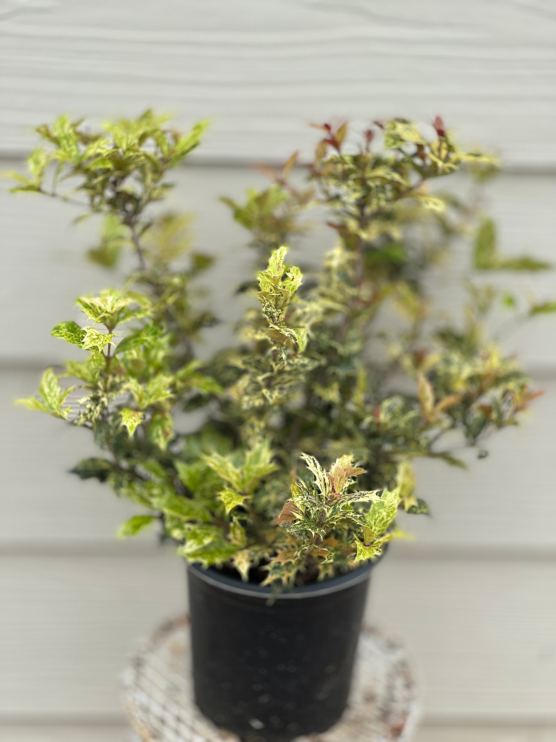 Osmanthus | Goshiki | False Holly | Variegated Shrub | One Gallon Plant ...