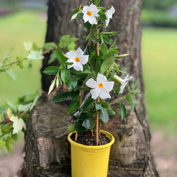 Mandevilla Dipladenia Rocket-trumpet Vine White Blooms do Not | Etsy