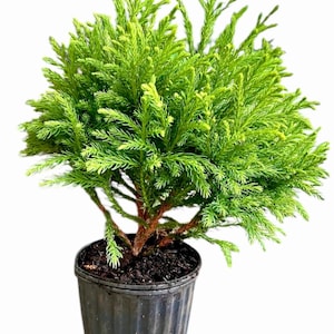 Dwarf Japanese Cedar | Cryptomeria | Globosa Nana | Japanese Dwarf ...