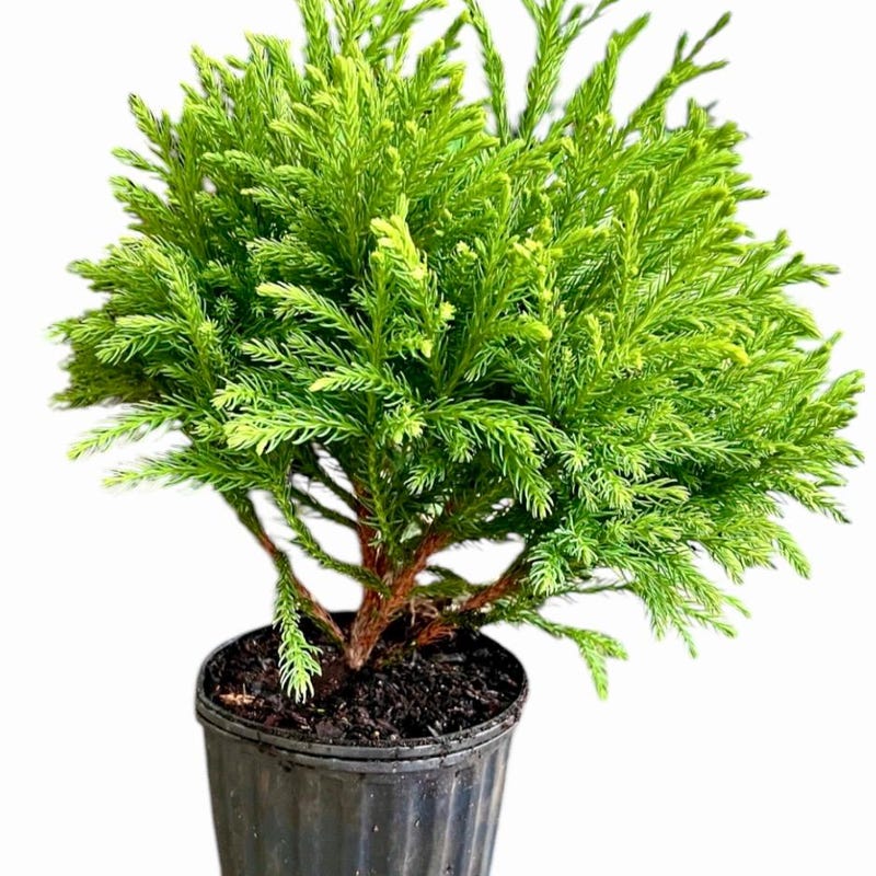 Dwarf Cypress - Etsy