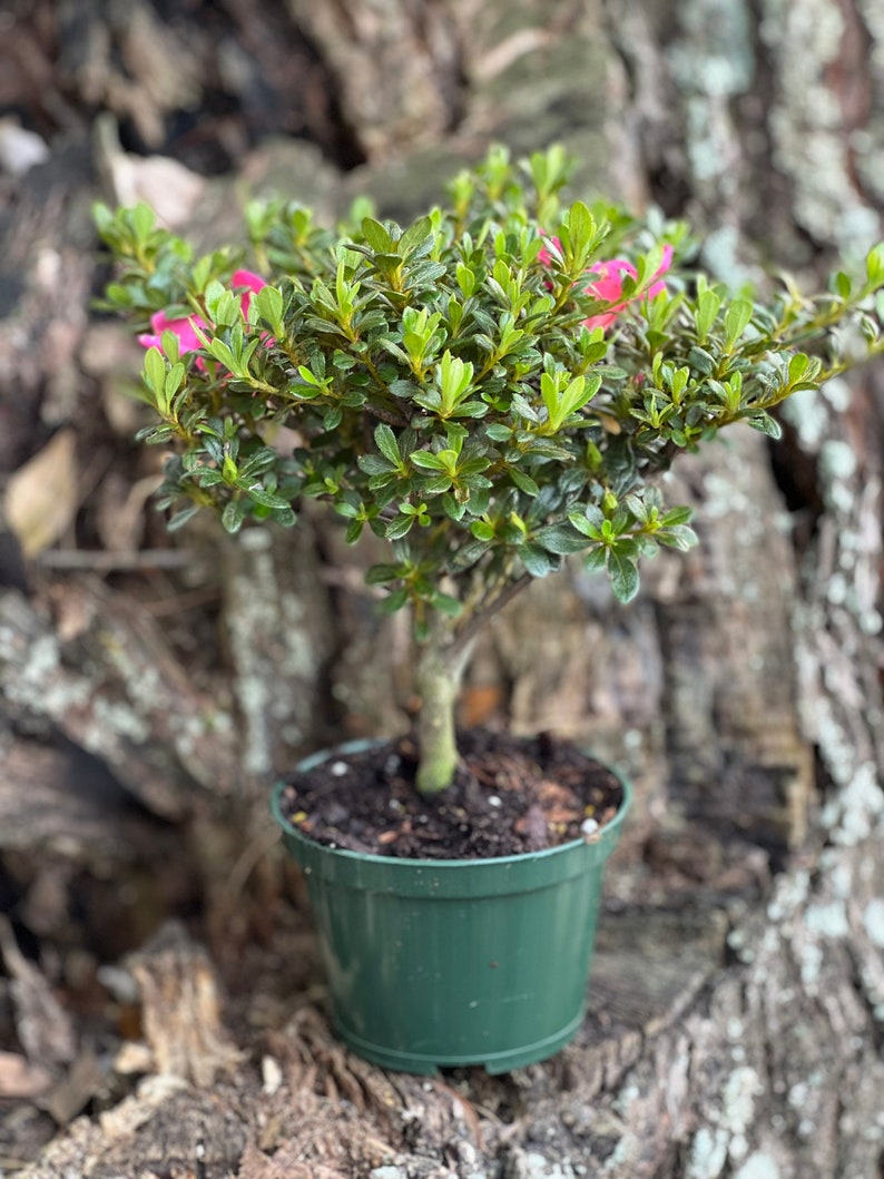Azalea Pink Bonsai Dwarf Satsuki Azalea - Etsy