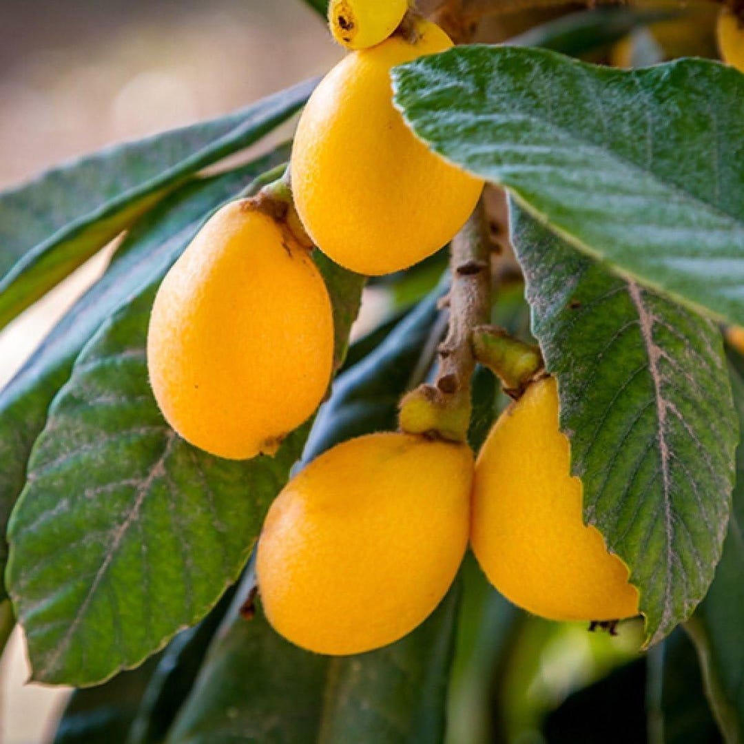Loquat Tree | Chinese Plum | Eriobotrya Japonica | Japanese Plum | One ...