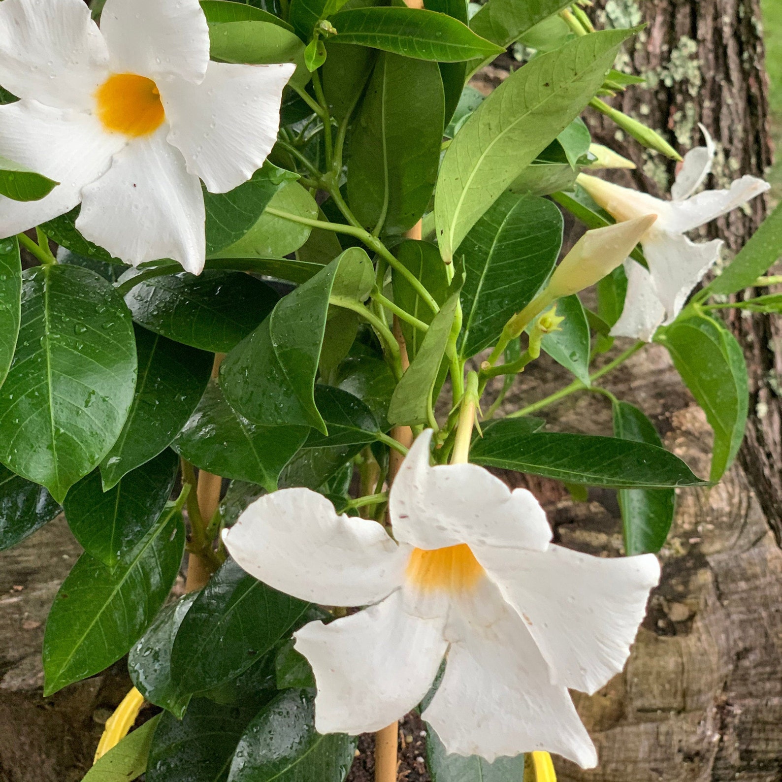Mandevilla Dipladenia Rocket-trumpet Vine White Blooms (do Not Ship to ...
