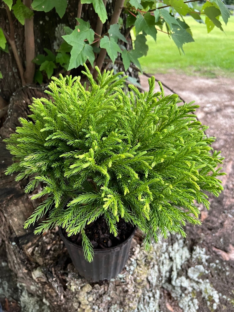 Dwarf Japanese Cedar | Cryptomeria | Globosa Nana | Japanese Dwarf ...