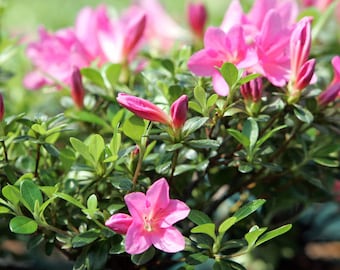 Miniature Dwarf kintaiyo Azalea pre Bonsai 1 Gallon Pot Mothers Day ...