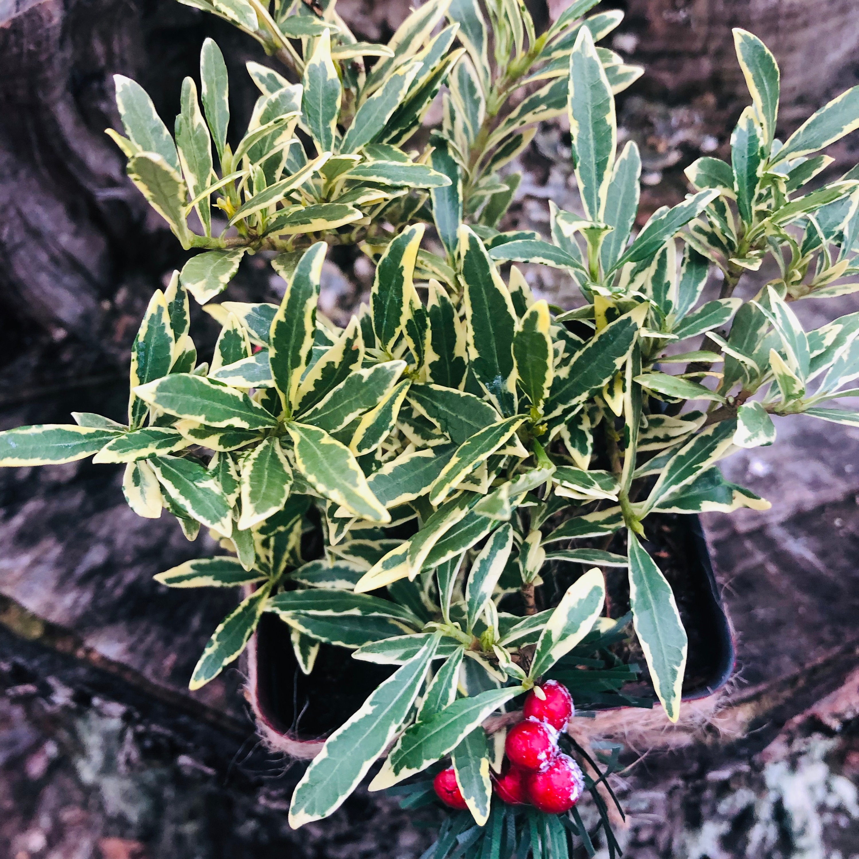 Gardenia Radicans | Variegated Dwarf Miniature | Pre-bonsai Live Plant ...