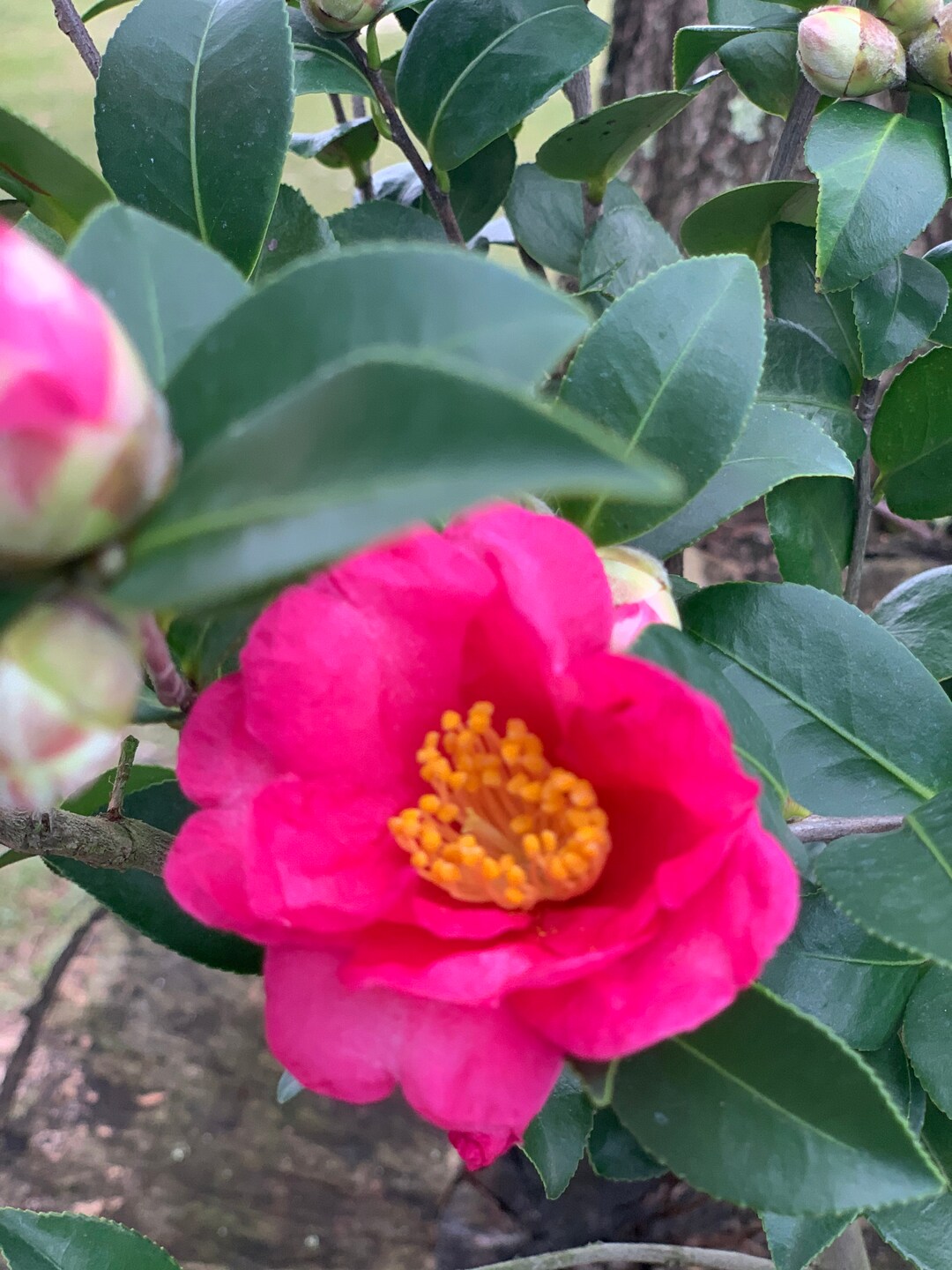 Camellia Sasanqua | Pink Kanjiro | Live Plant | Winter Blooming Plant ...